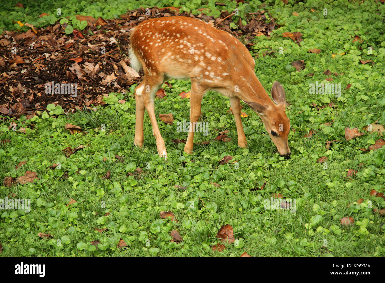 Petits ruminants Banque de photographies et d’images à haute résolution ...