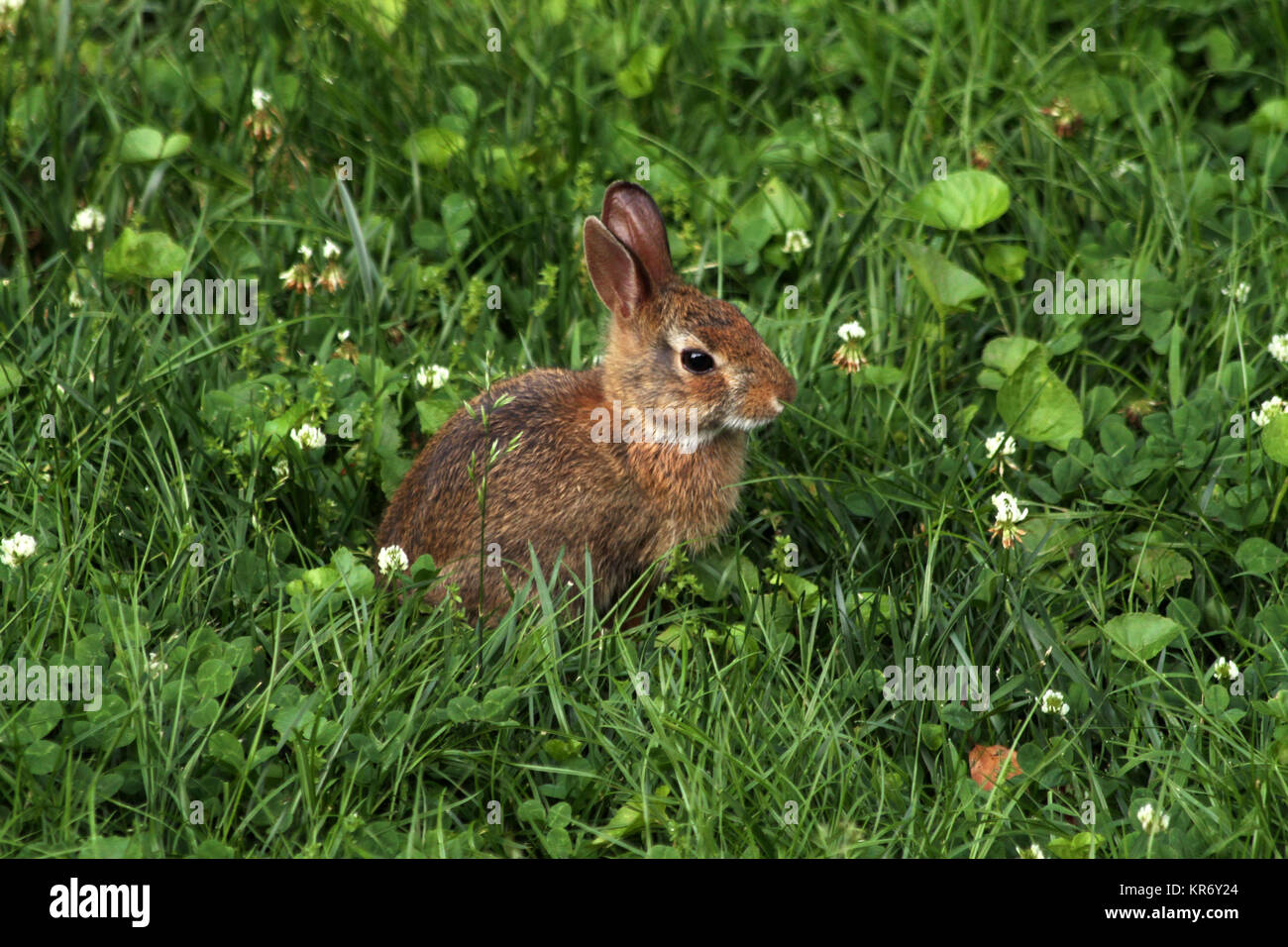 Chaton de lapin sauvage Banque de photographies et d’images à haute résolution - Alamy