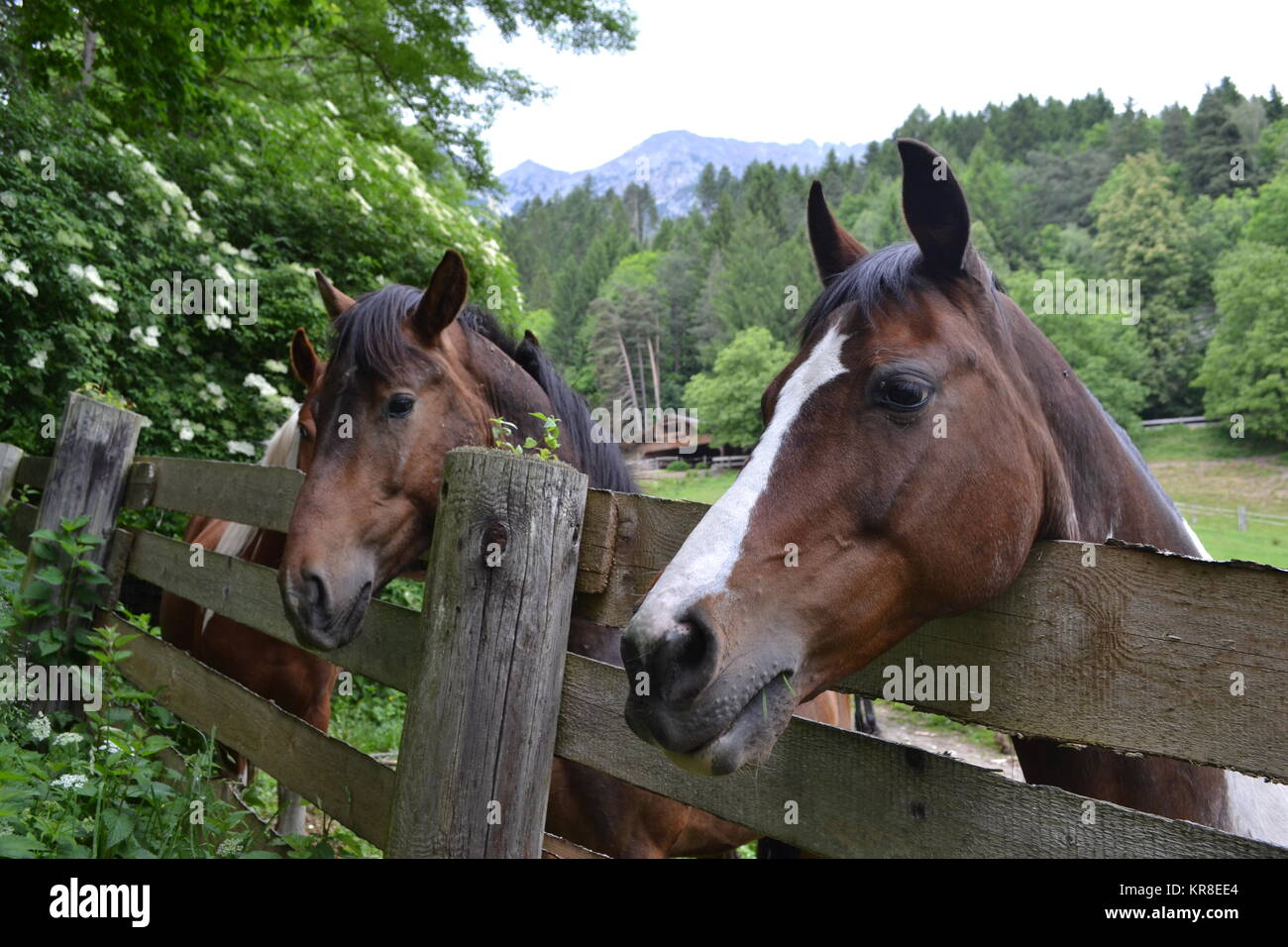 Chevaux dans les arbres Banque de photographies et d’images à haute ...