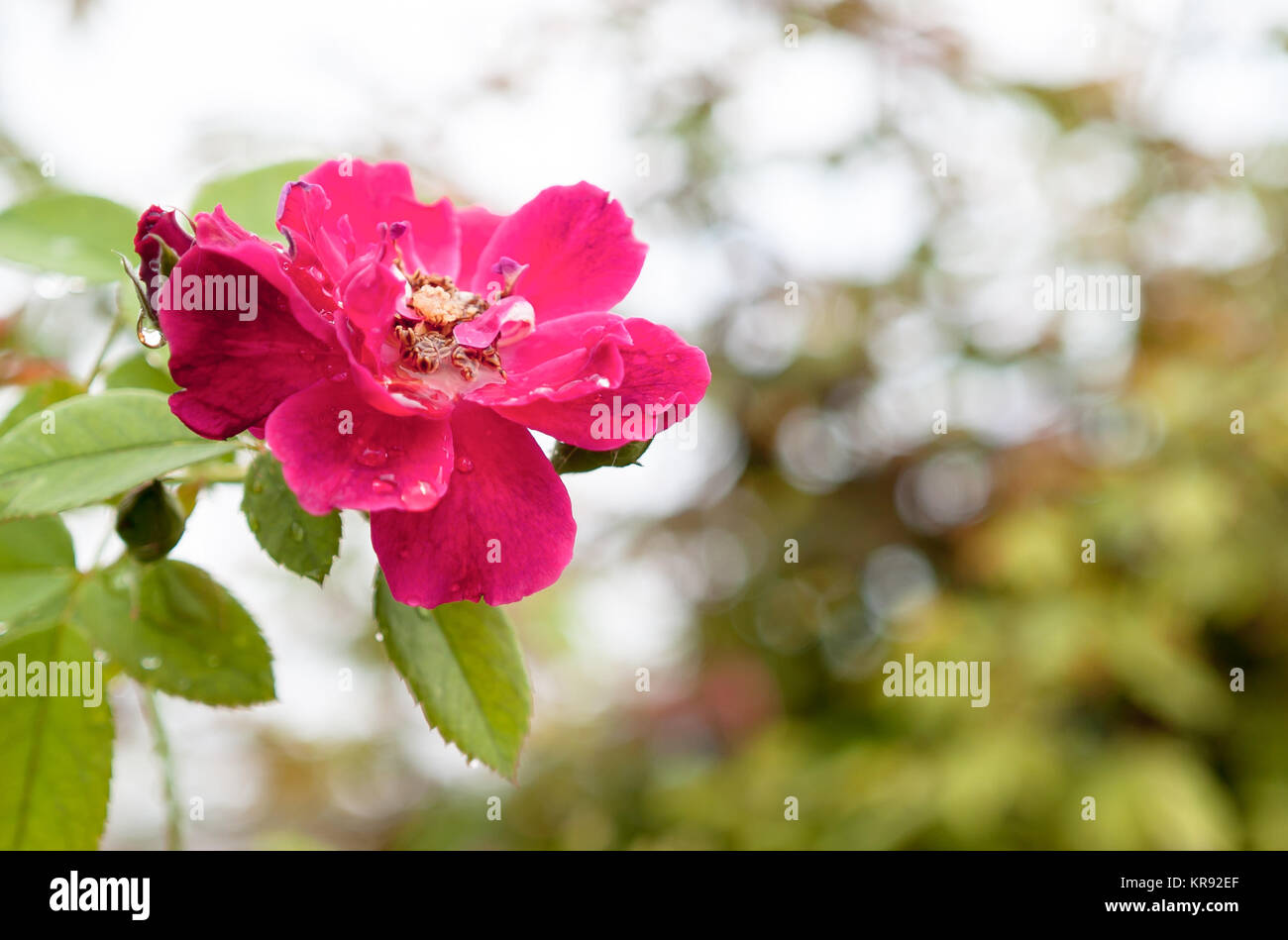 Beautiful backgrund Banque de photographies et d’images à haute ...