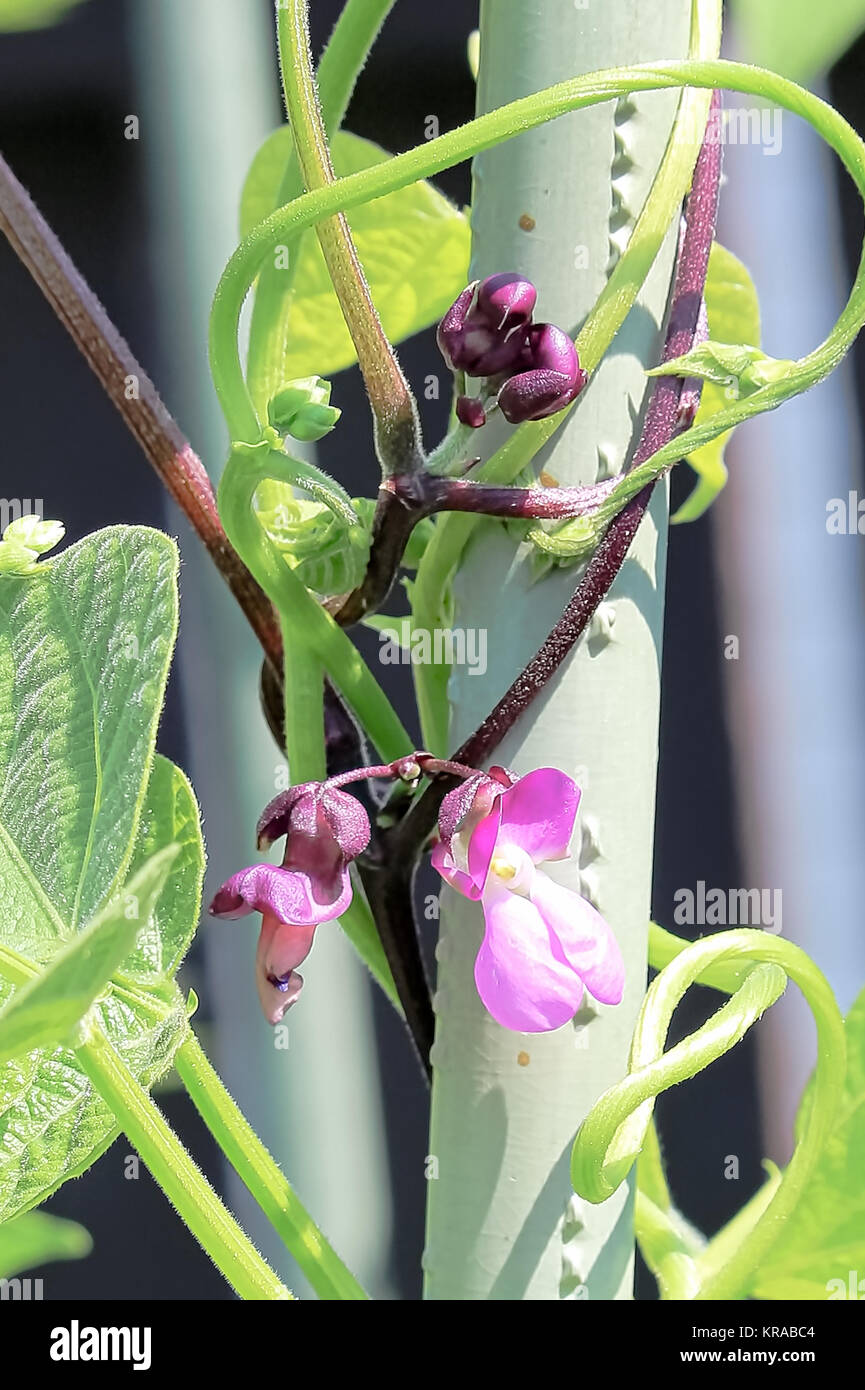 Gros plan du haricot violet fleurs grimpantes un poteau Photo Stock - Alamy