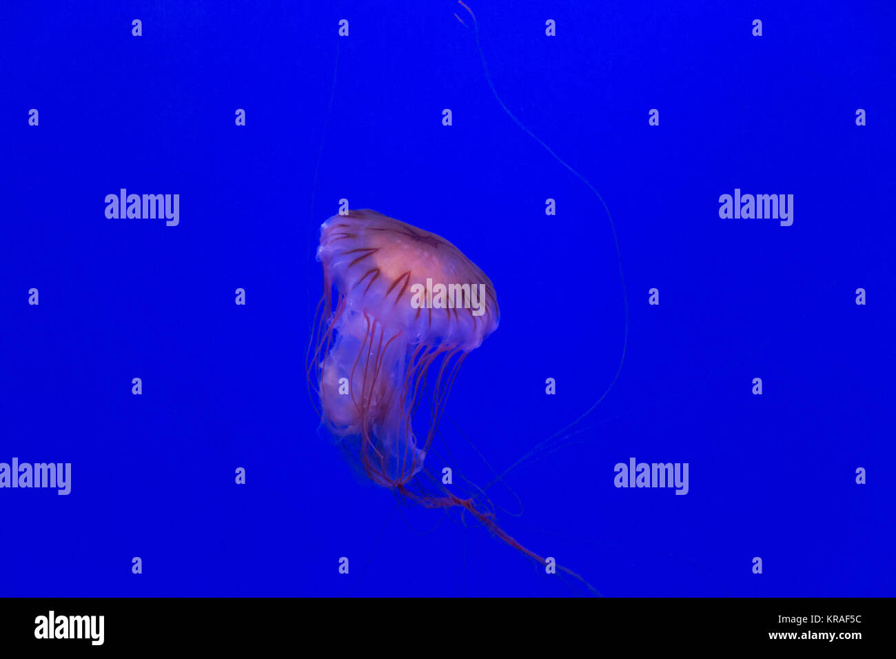 Méduse Méduse Plongée Egypte mer rouge photo Photo Stock - Alamy