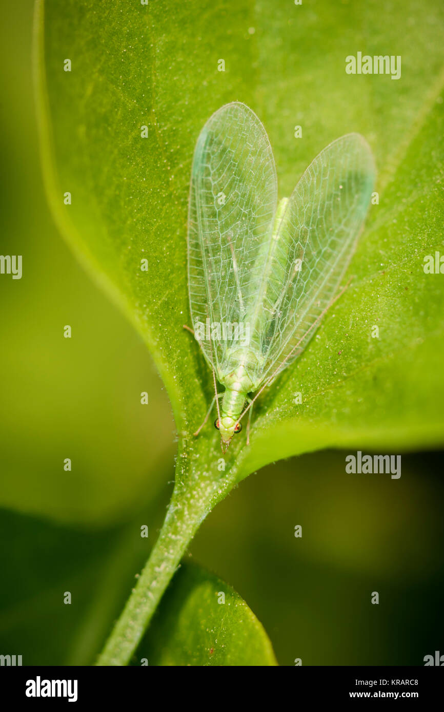Chrysoperla carnea chrysoperla carnea Banque de photographies et d ...