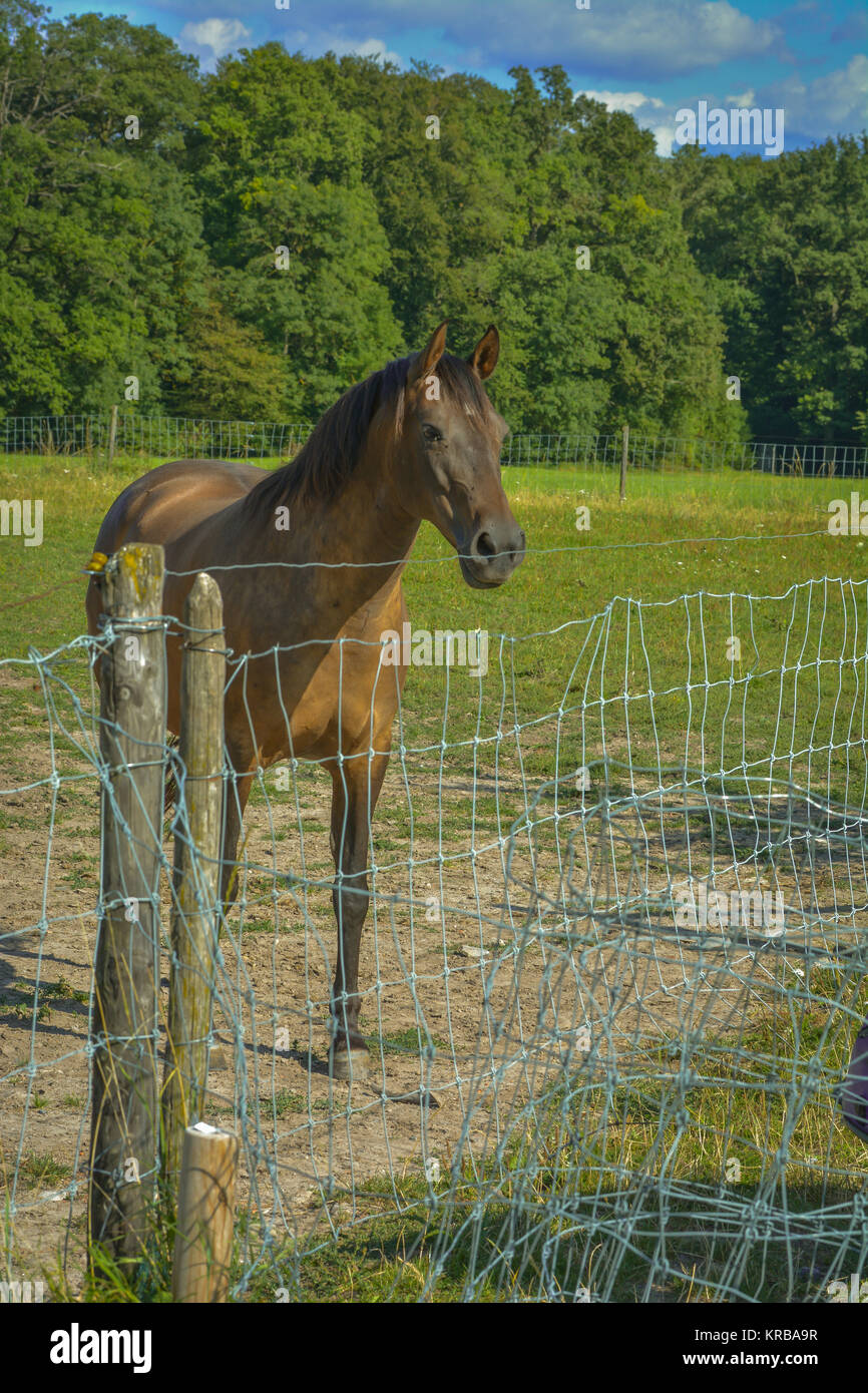 Chevaux dans le paddock Banque de photographies et d’images à haute ...