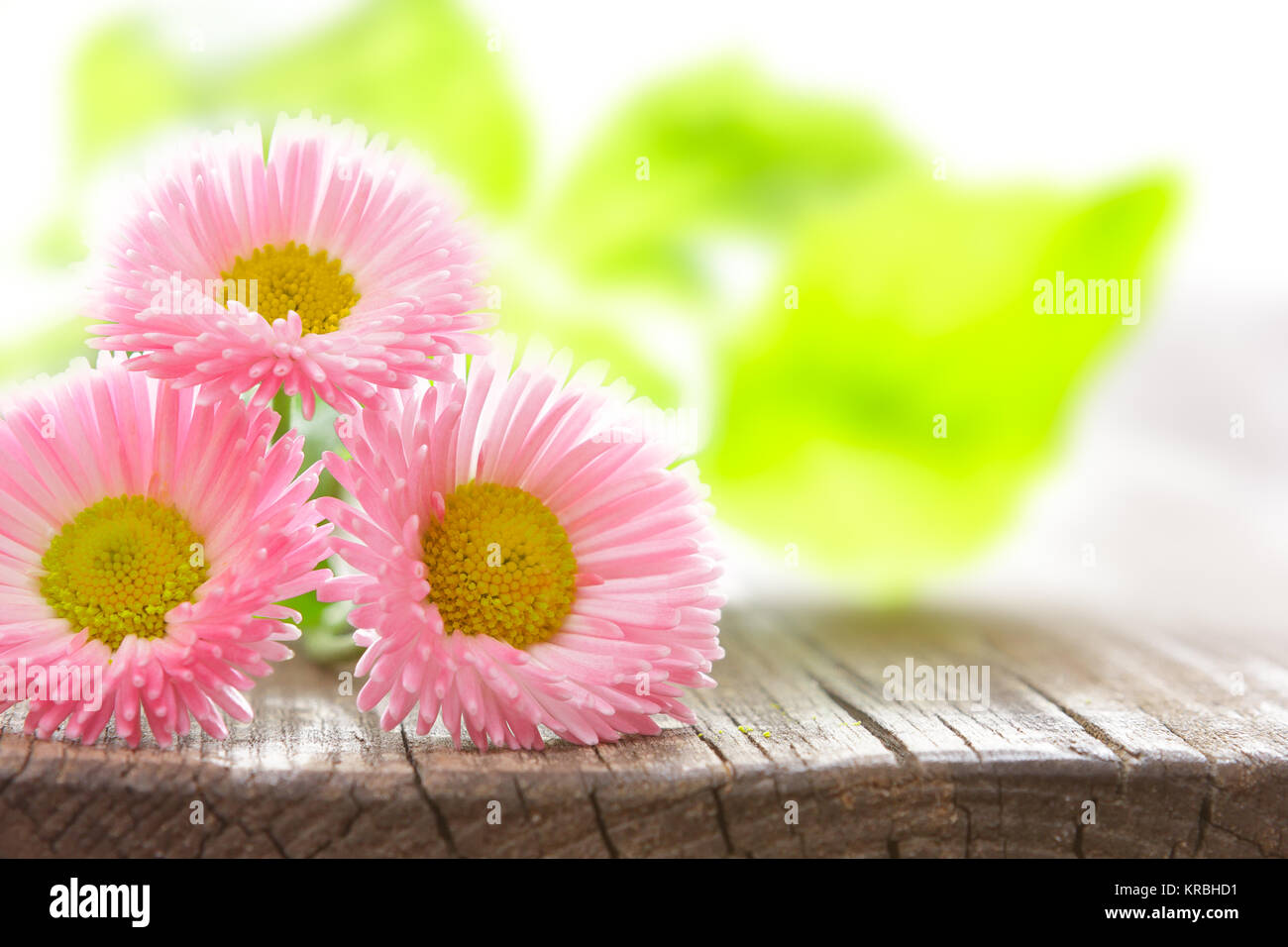 Fleurs marron clair Banque de photographies et d’images à haute ...
