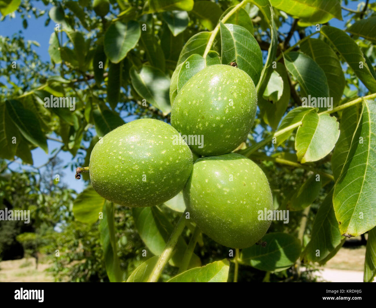 Noix qui poussent sur un arbre Banque de photographies et d’images à ...