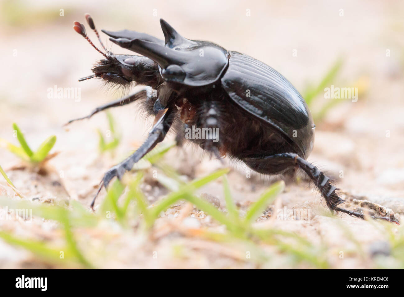 Minotaur beetle typhaeus typhoeus Banque de photographies et d’images à ...
