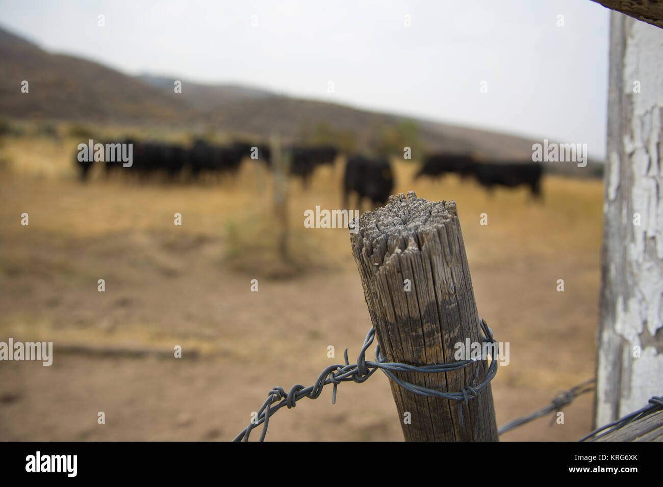 Ranch in nevada Banque de photographies et d’images à haute résolution ...