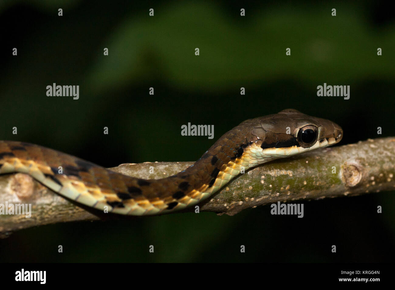 Arboreal snake Banque de photographies et d’images à haute résolution ...