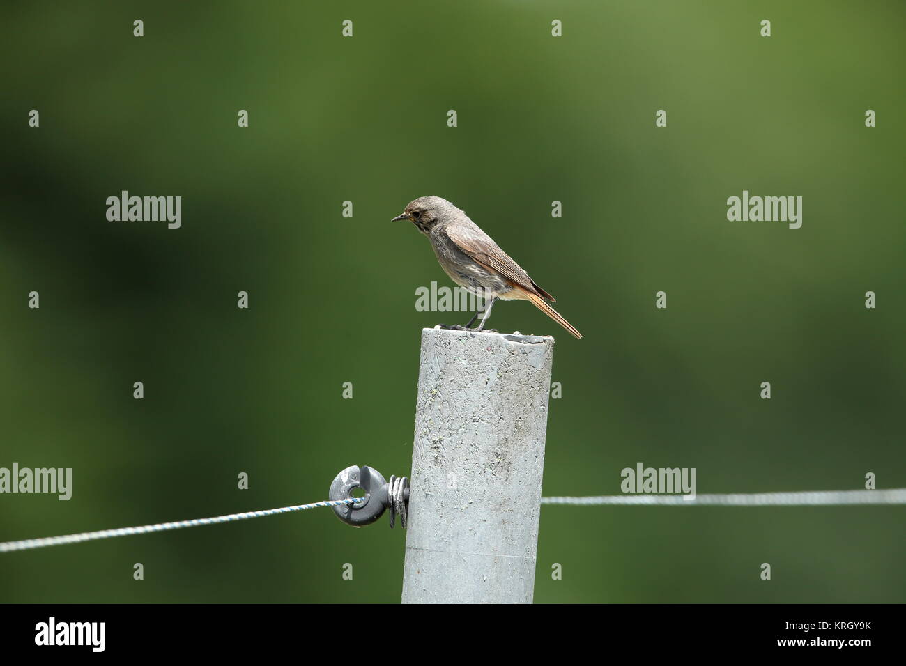 Oiseaux insectivores Banque de photographies et d’images à haute ...