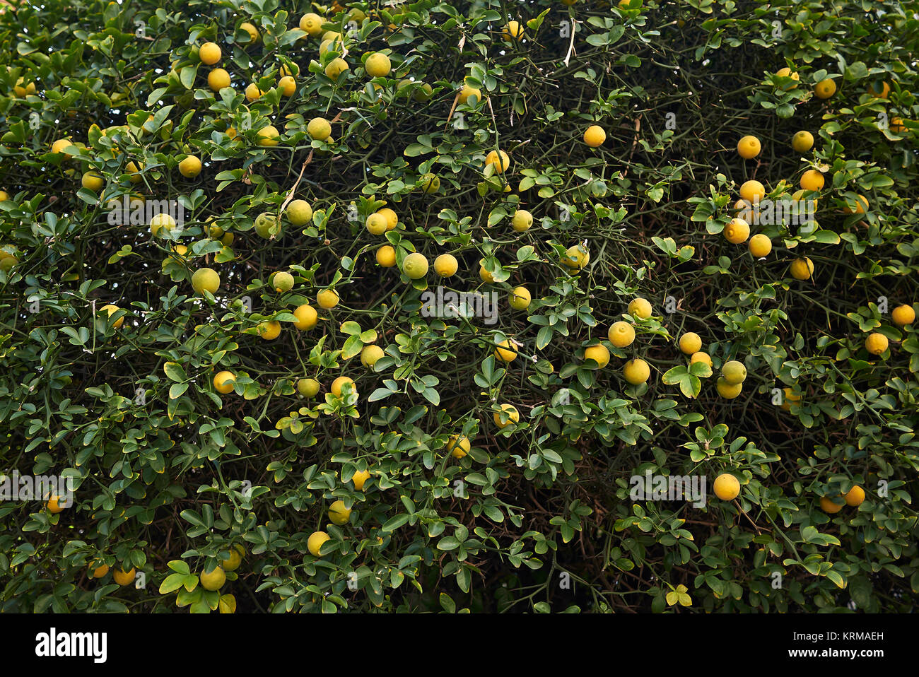Poncirus trifoliata leaves Banque de photographies et d’images à haute ...
