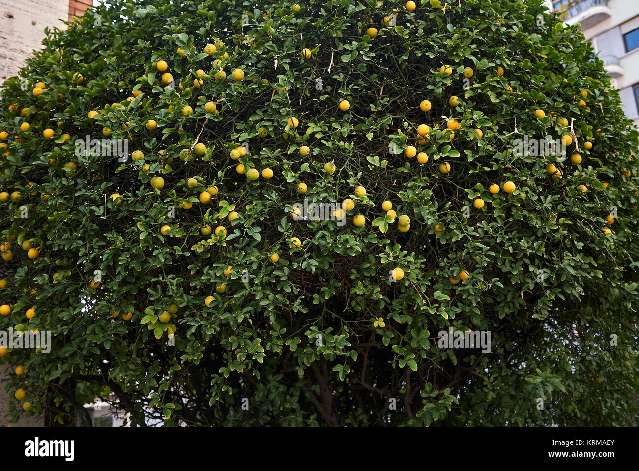 Poncirus trifoliata Banque de photographies et d’images à haute ...