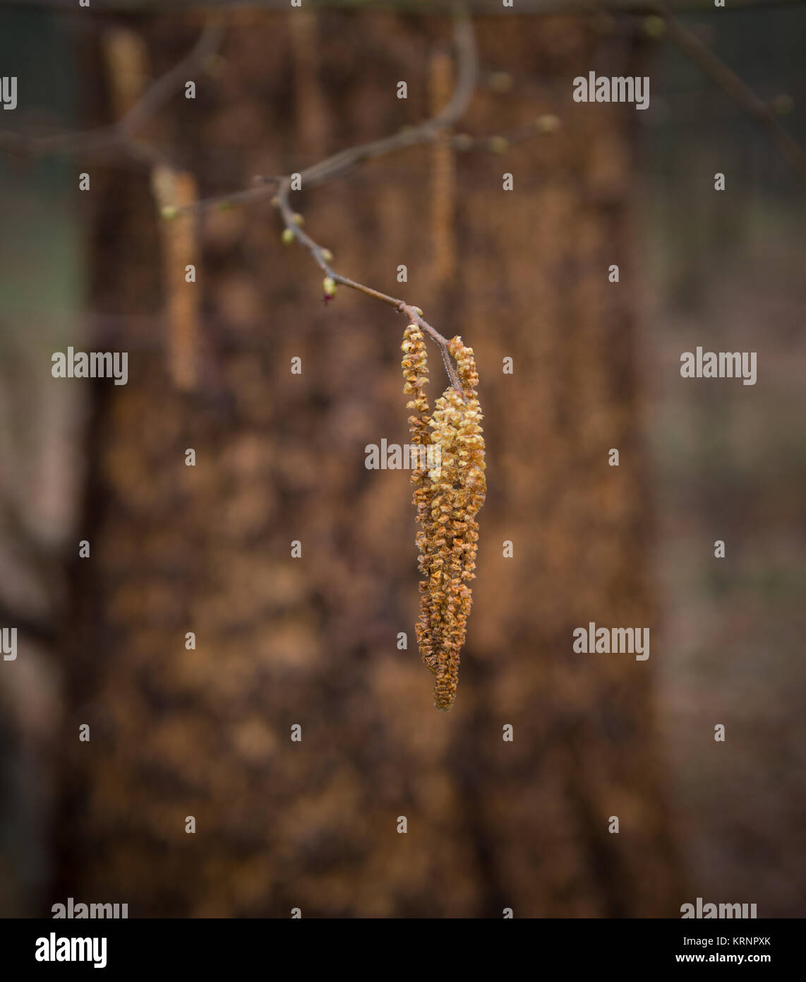 Filbert tree Banque de photographies et d’images à haute résolution - Alamy