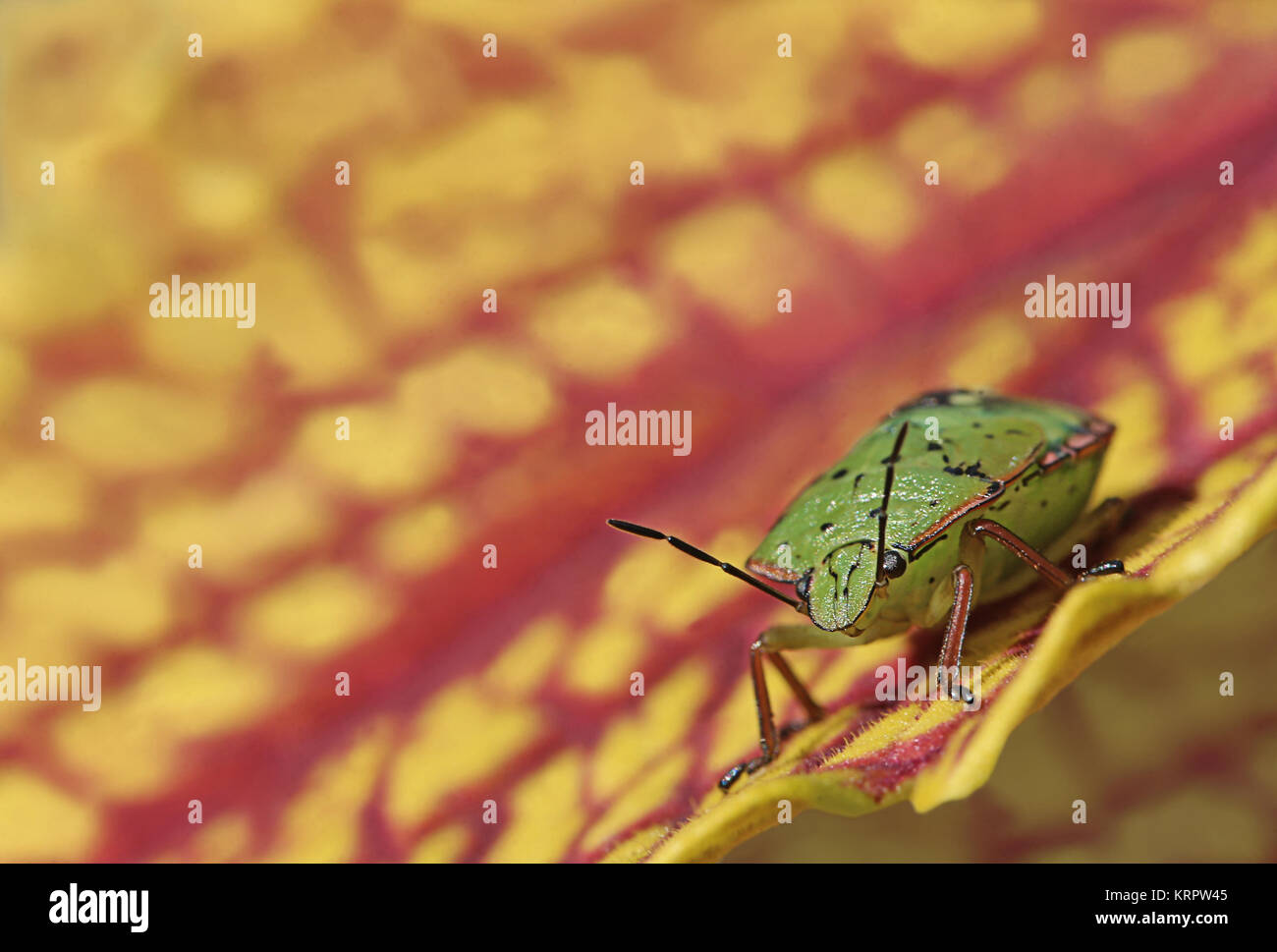 Insecte de la punaise du riz Banque de photographies et d’images à ...