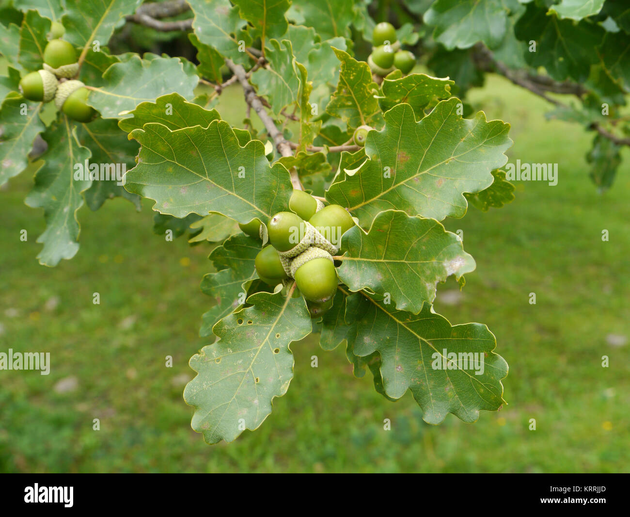 Chêne sessile Banque de photographies et d’images à haute résolution ...