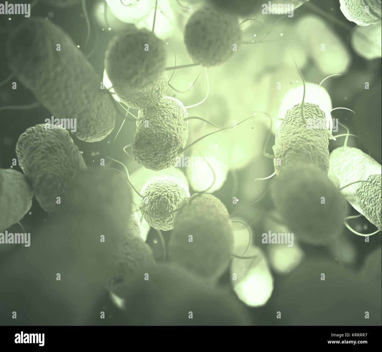 Shigella Bacteria Banque d'image et photos - Alamy