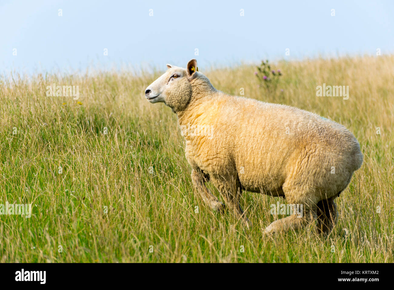 Mouton de course Banque de photographies et d’images à haute résolution ...