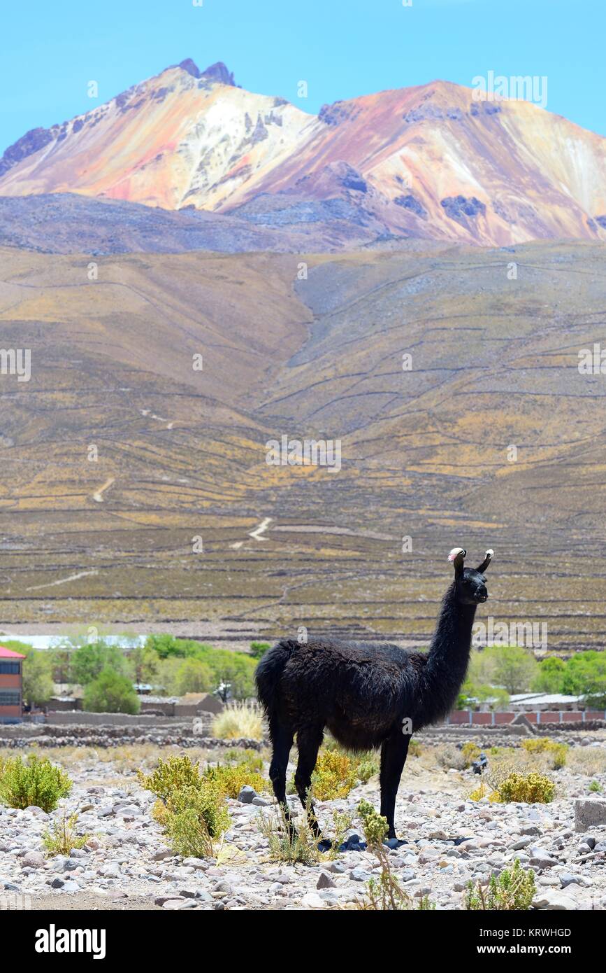 Volcan tunupa Banque de photographies et d’images à haute résolution ...