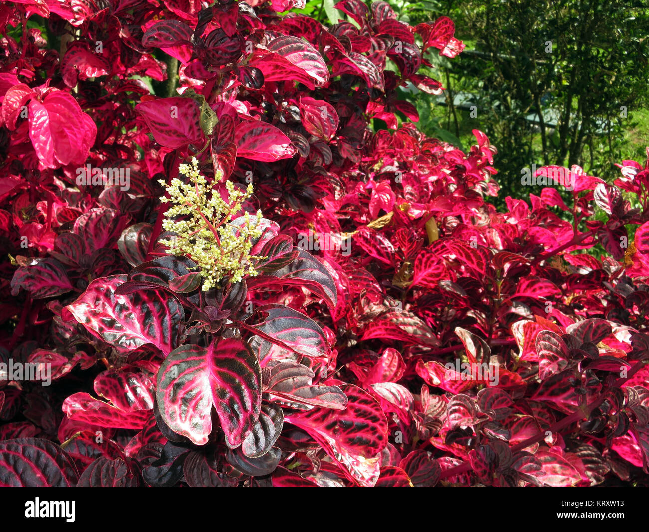 Fleur d'iresine Banque de photographies et d’images à haute résolution ...