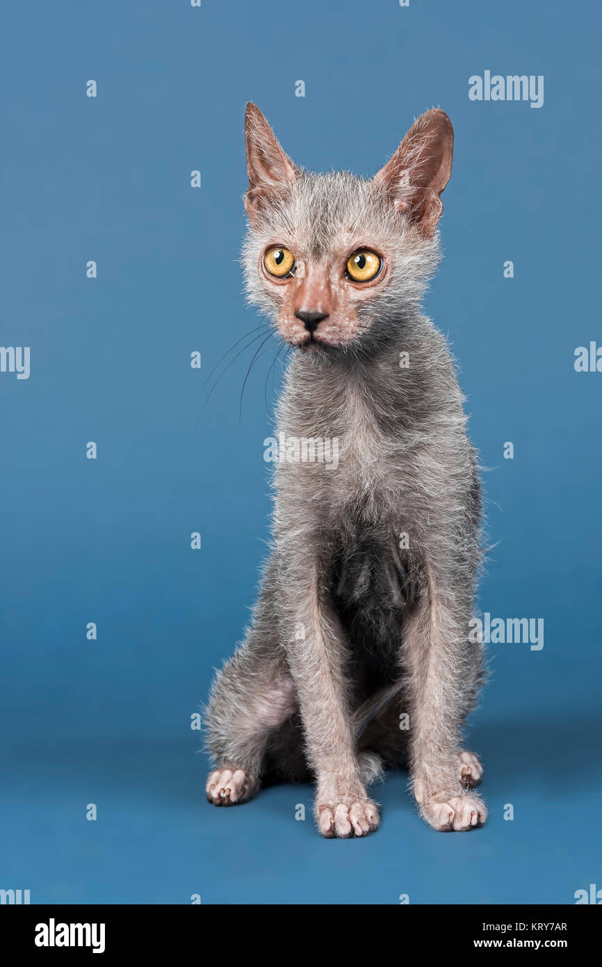 Chat loup garou Banque de photographies et d’images à haute résolution ...