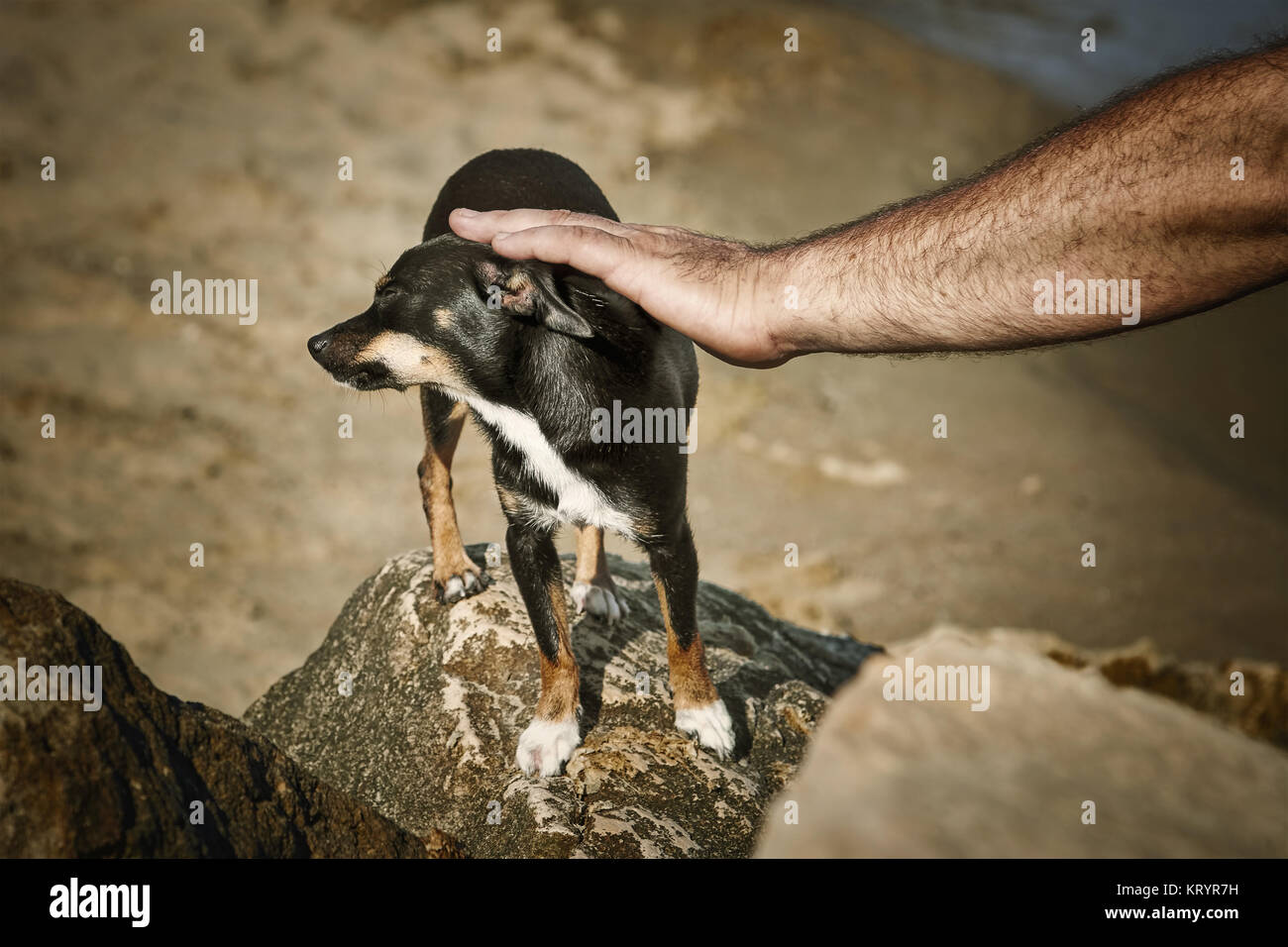 Caresser un chien Banque de photographies et d’images à haute ...