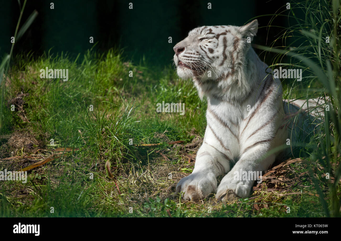 Captive white tiger Banque de photographies et d’images à haute ...