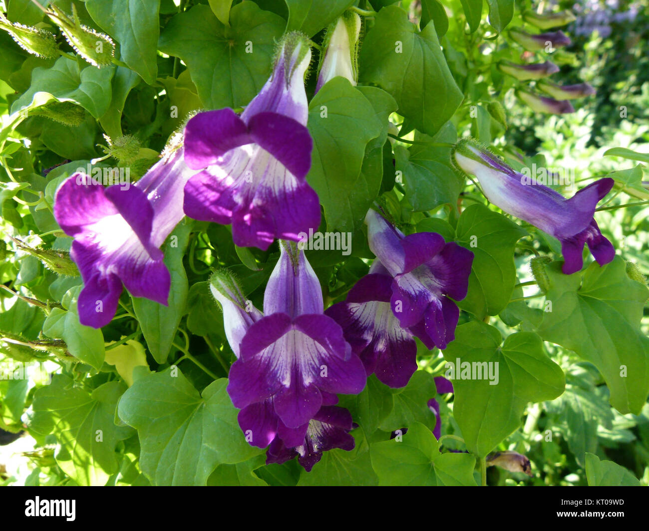 Asarina barclayana Banque de photographies et d’images à haute ...