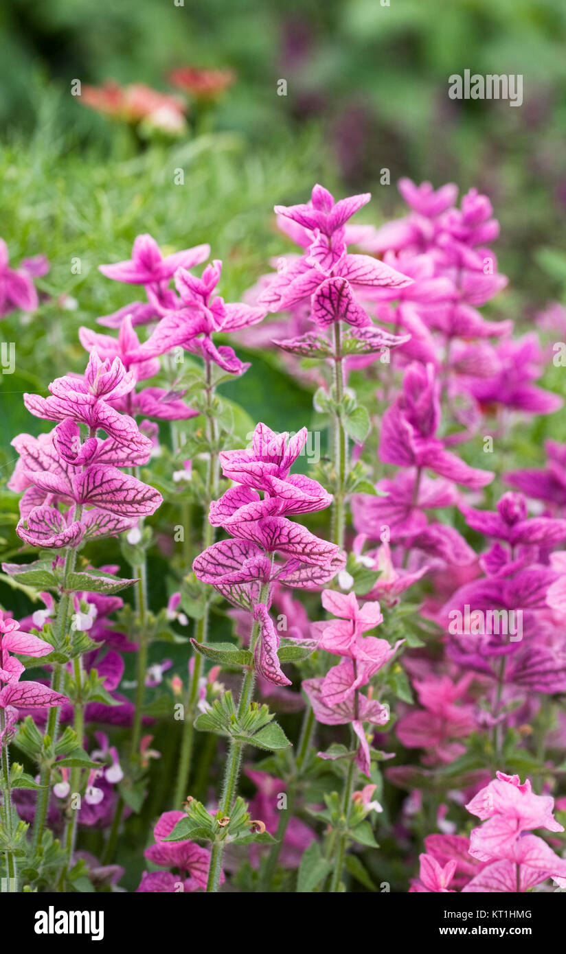 Fleurs de sauge de jardin Banque de photographies et d’images à haute ...
