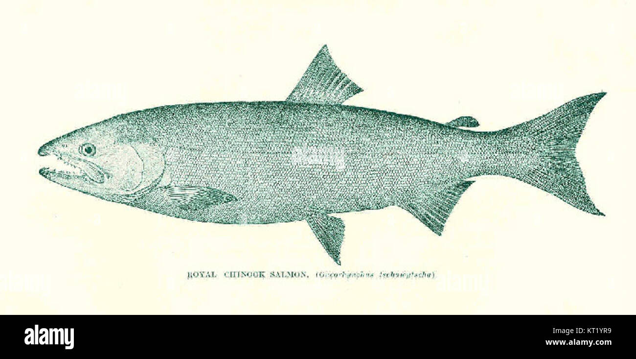 Royal saumon Banque de photographies et d’images à haute résolution - Alamy