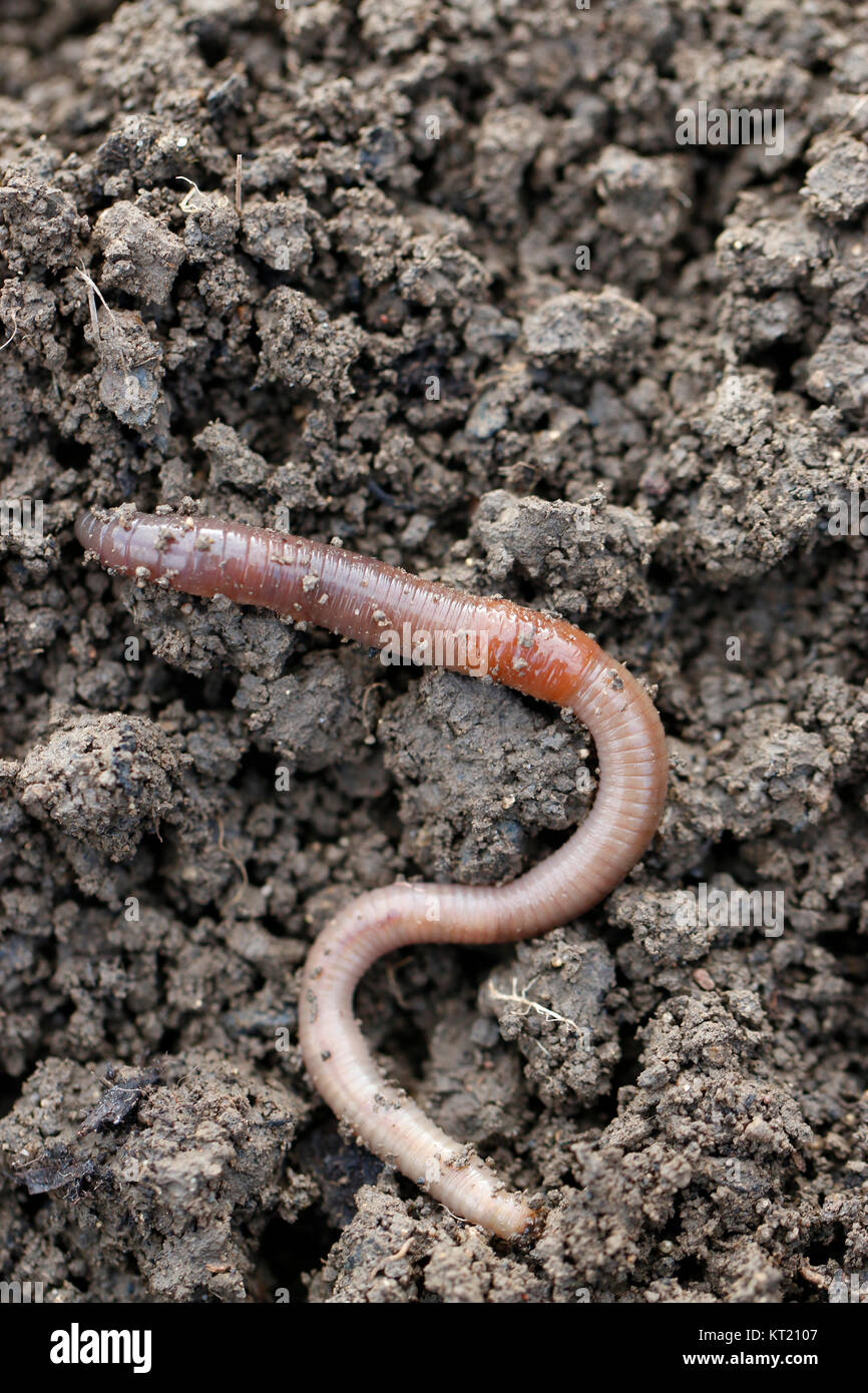 Vers de terre naturels de jardin Banque de photographies et d’images à ...