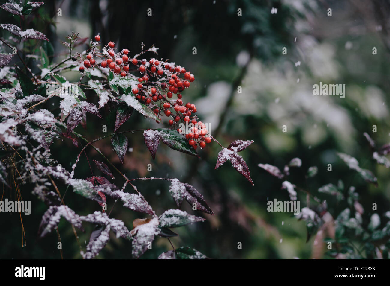 Baies rouges sur les arbres Banque de photographies et d’images à haute ...
