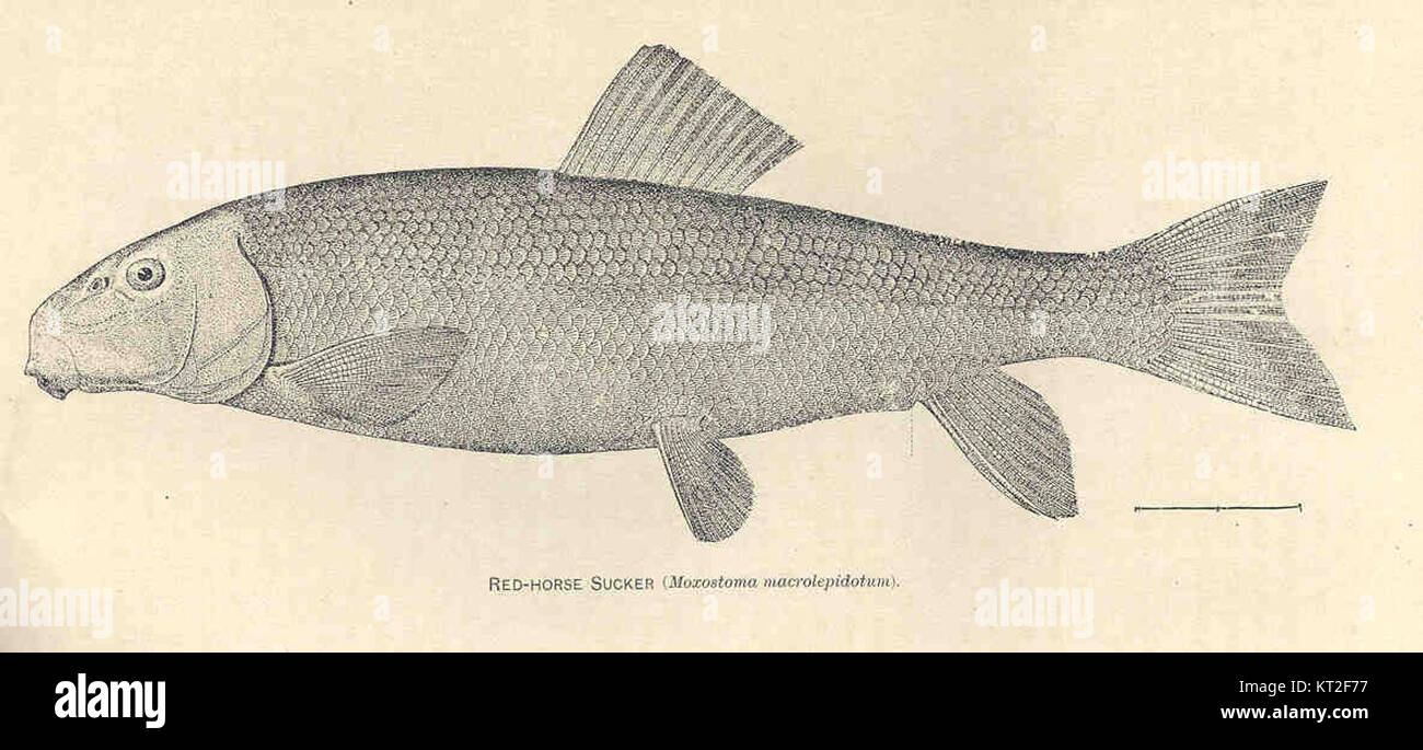 Le meunier Red Horse, catalogué en 34009, est une espèce de poisson d ...