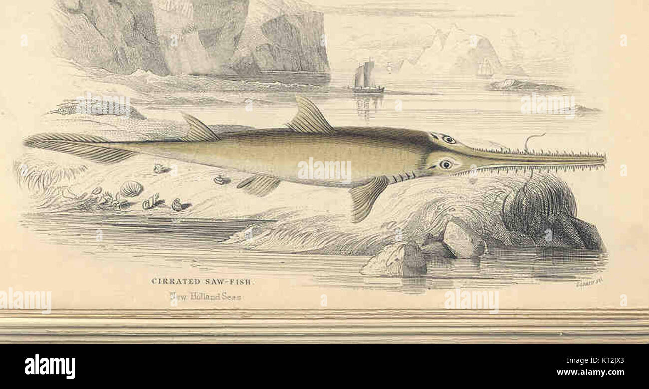 Saw fish Banque de photographies et d’images à haute résolution - Alamy