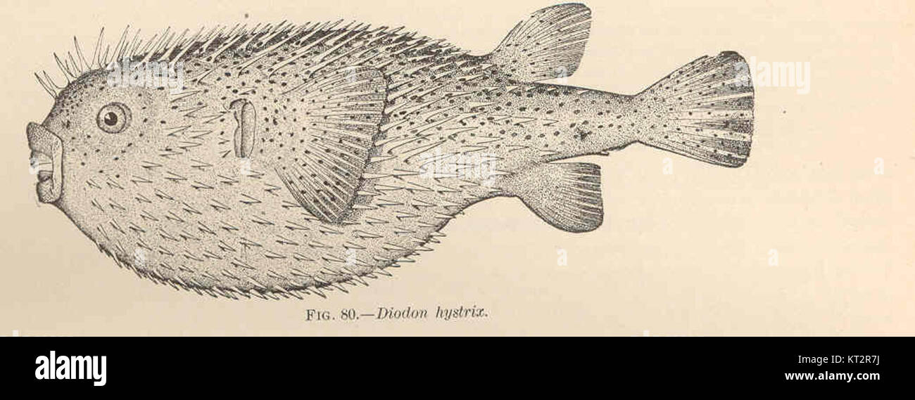 Diodon hystrix, communément appelé poisson porc-épic, est une espèce ...