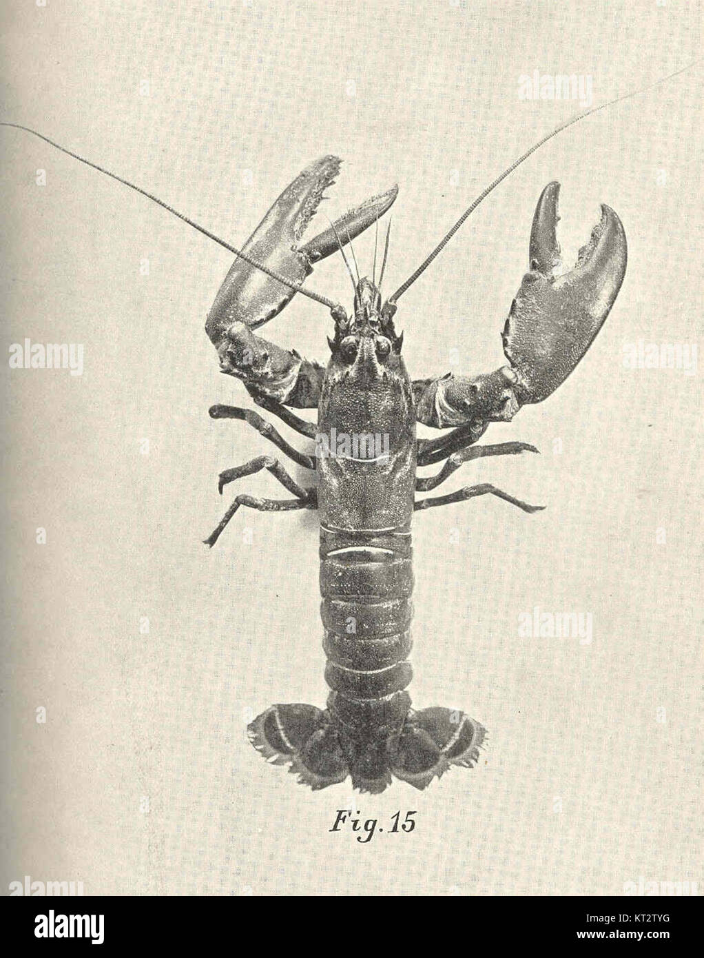 Cette image montre la vue dorsale d'une femelle immature homard. Le ...