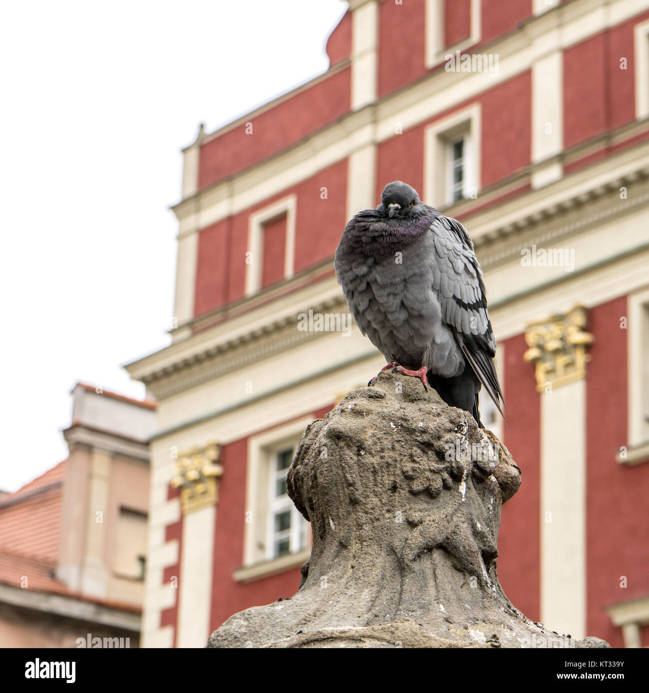 Colombe rouge Banque de photographies et d’images à haute résolution ...