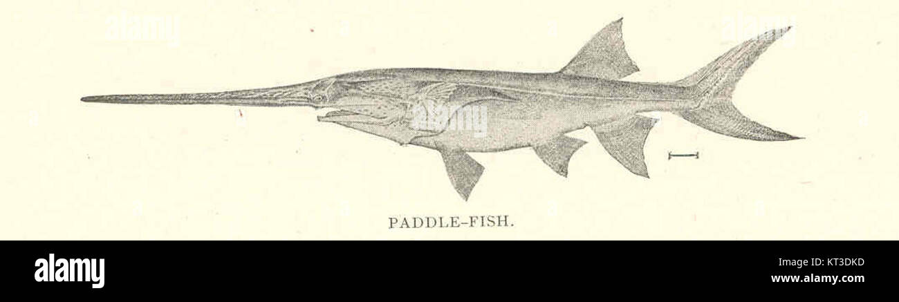 Polyodon Spathula Banque d'image et photos - Alamy