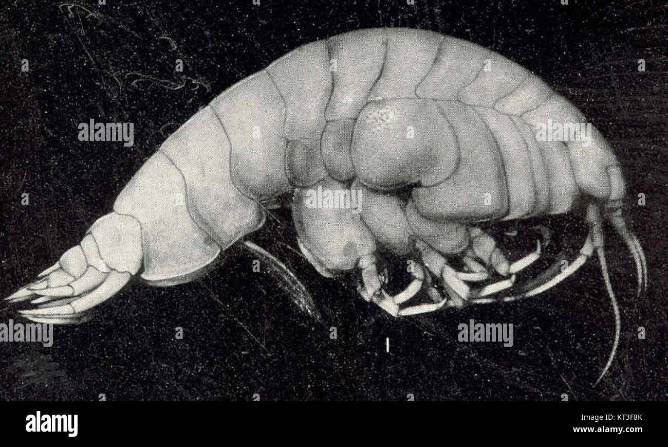 Cigale vignoble Banque de photographies et d’images à haute résolution ...