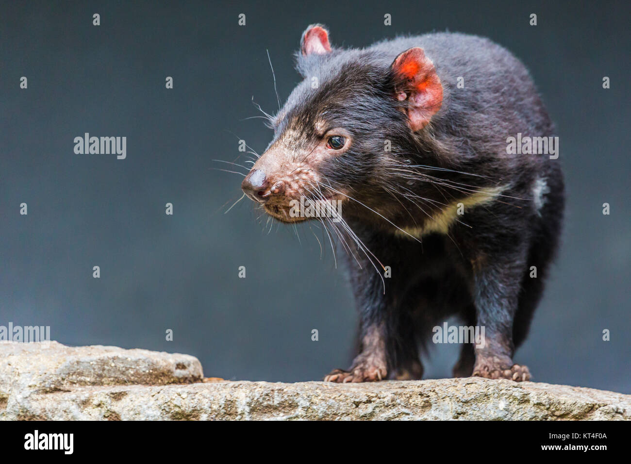 Taz tasmanian diable Banque de photographies et d’images à haute ...