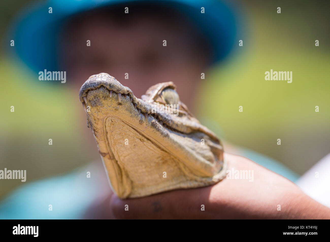 Caïman Noir (Melanosuchus niger) dans la forêt amazonienne au Brésil ...
