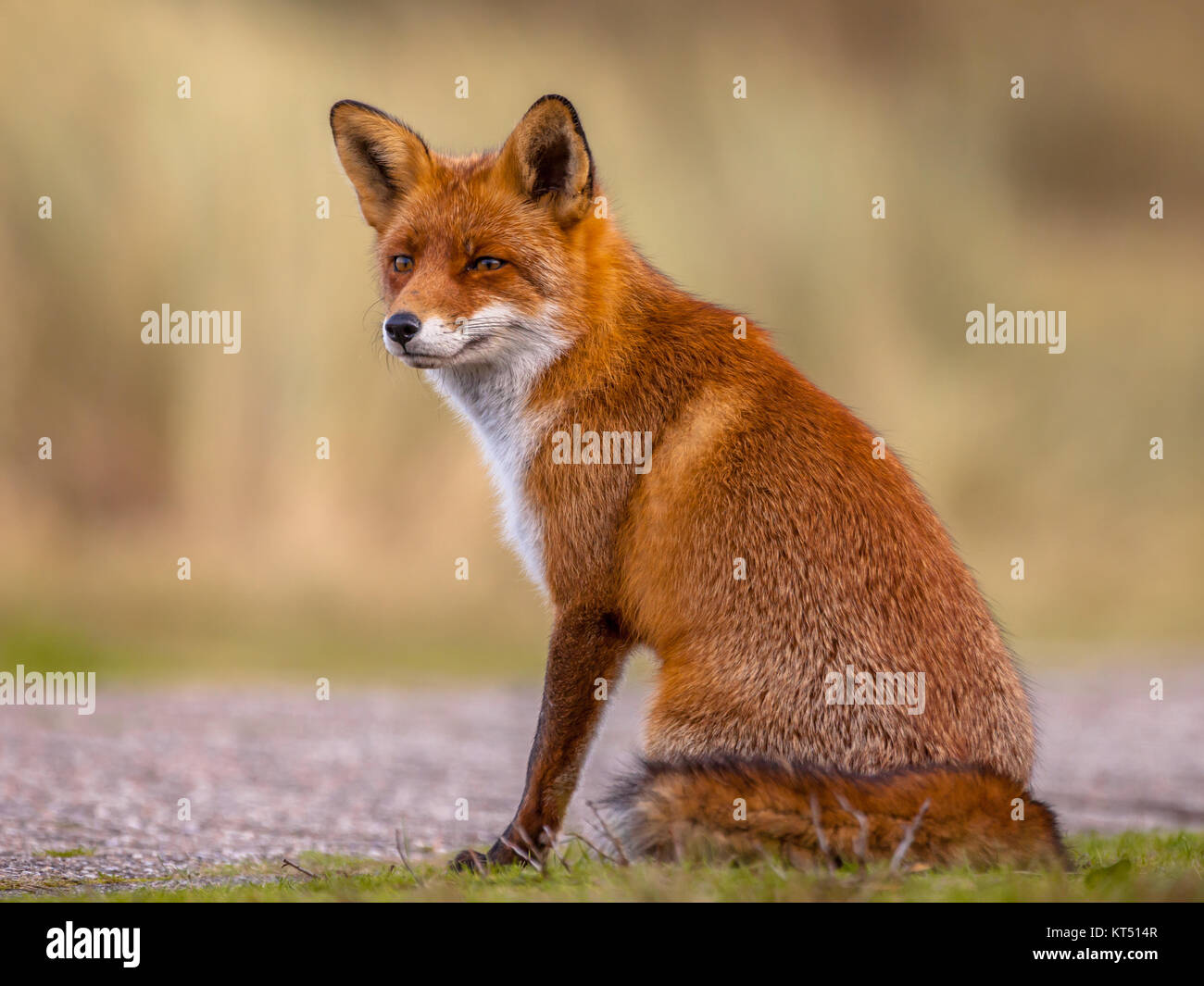 Renard renard roux animal animal sauvage Banque de photographies et d ...