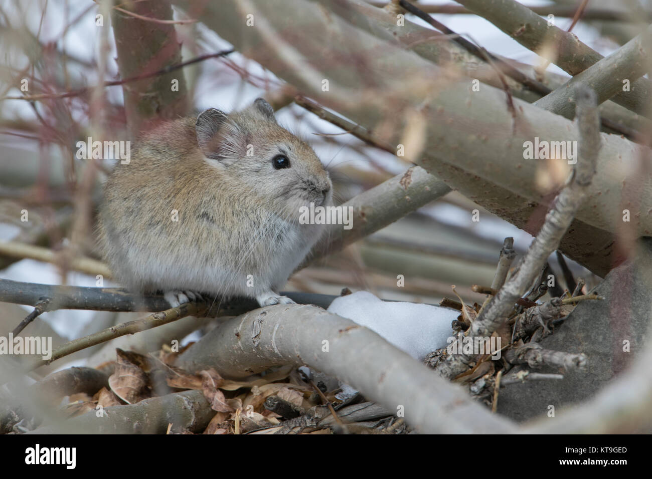 Ochotona roylei Banque de photographies et d’images à haute résolution ...