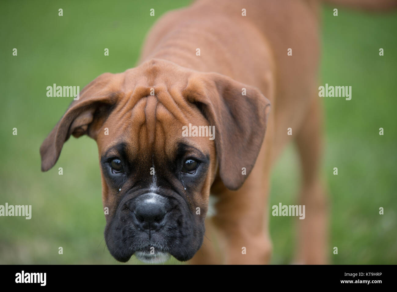 Boxer puppy face Banque de photographies et d’images à haute résolution ...