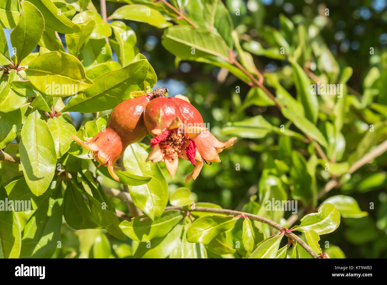 Fleurs en forme de calice Banque de photographies et d’images à haute ...