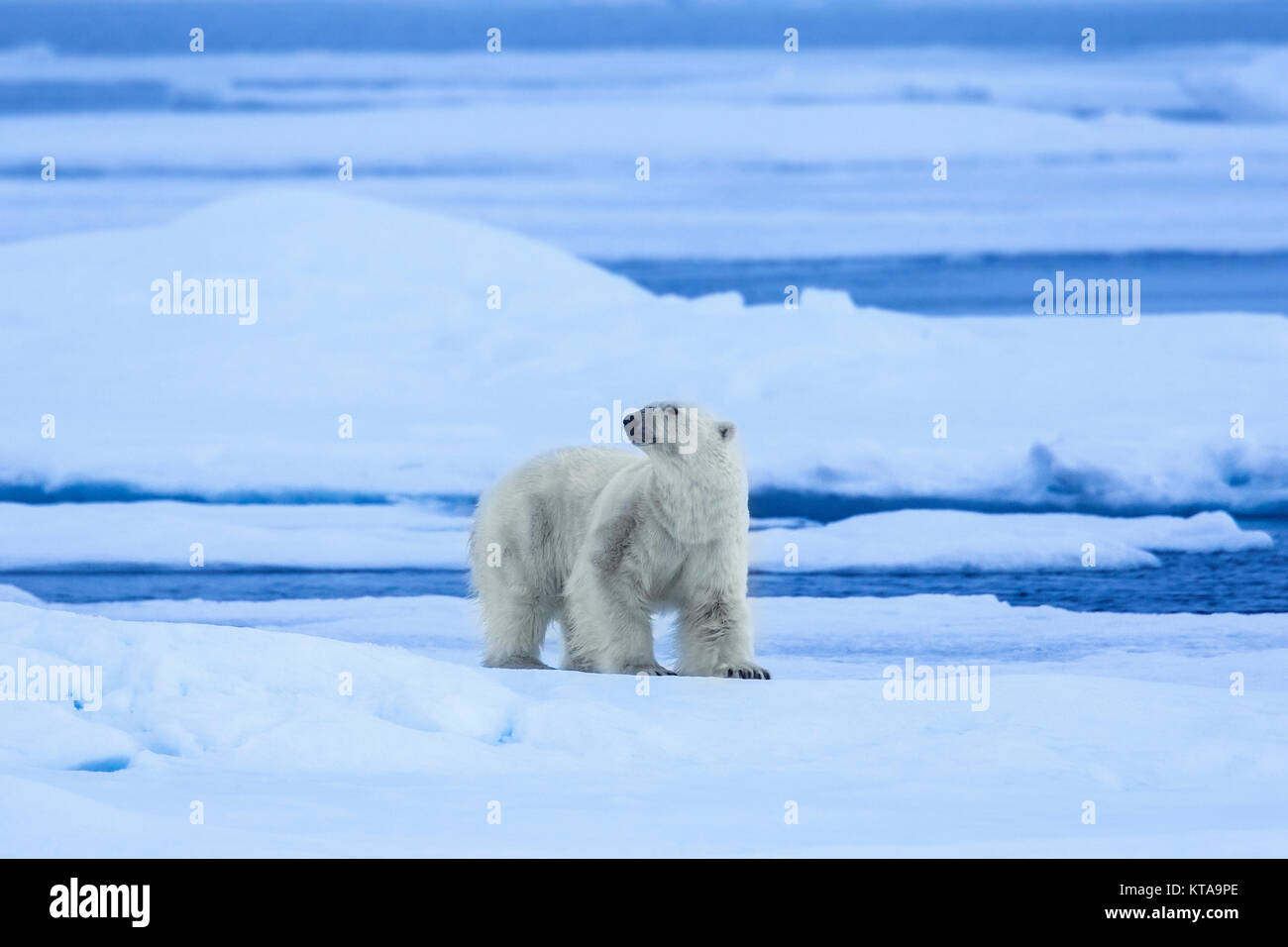 Ours polaire sur la banquise Banque de photographies et d’images à ...