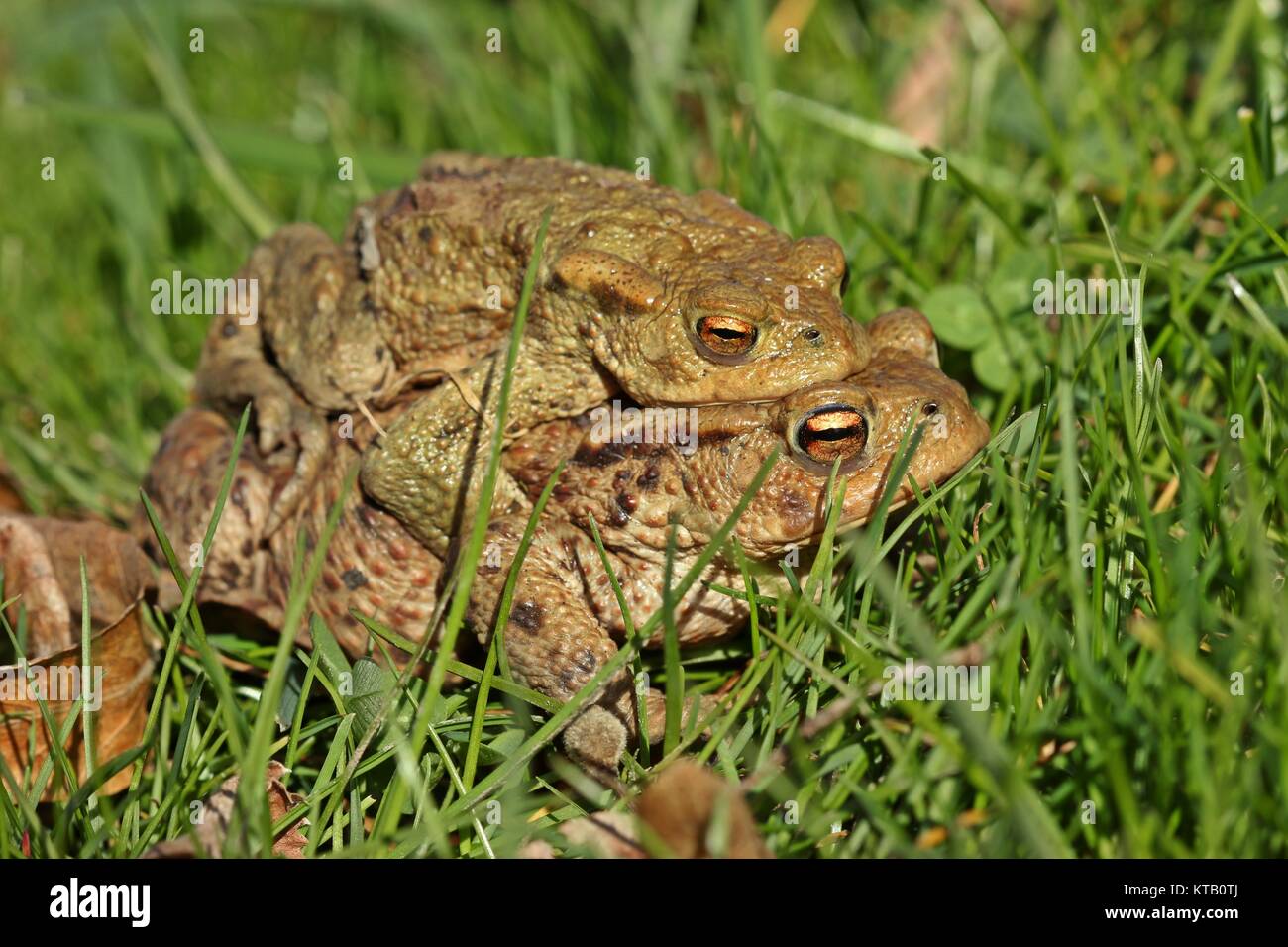 Couple de crapaud commun Banque de photographies et d’images à haute ...