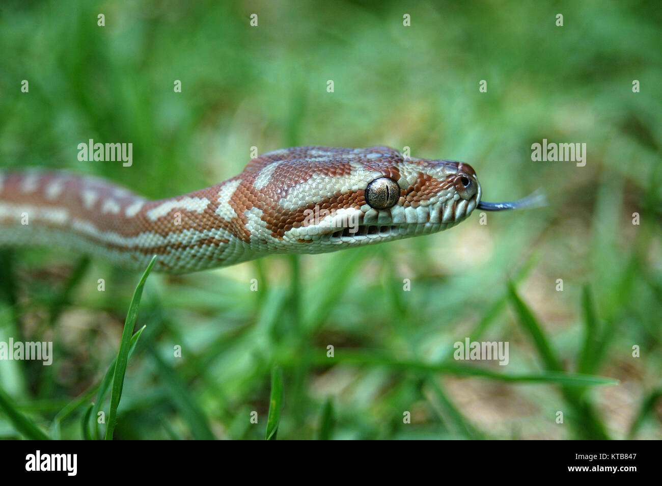 Tapis python australien central Banque de photographies et d’images à ...