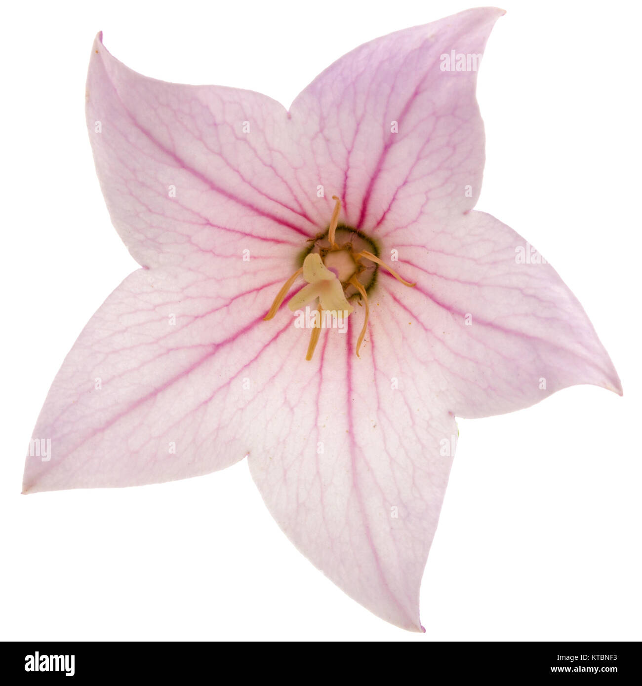 Fleur de Rose (Platycodon grandiflorus Platycodon) ou campanules, isolé ...