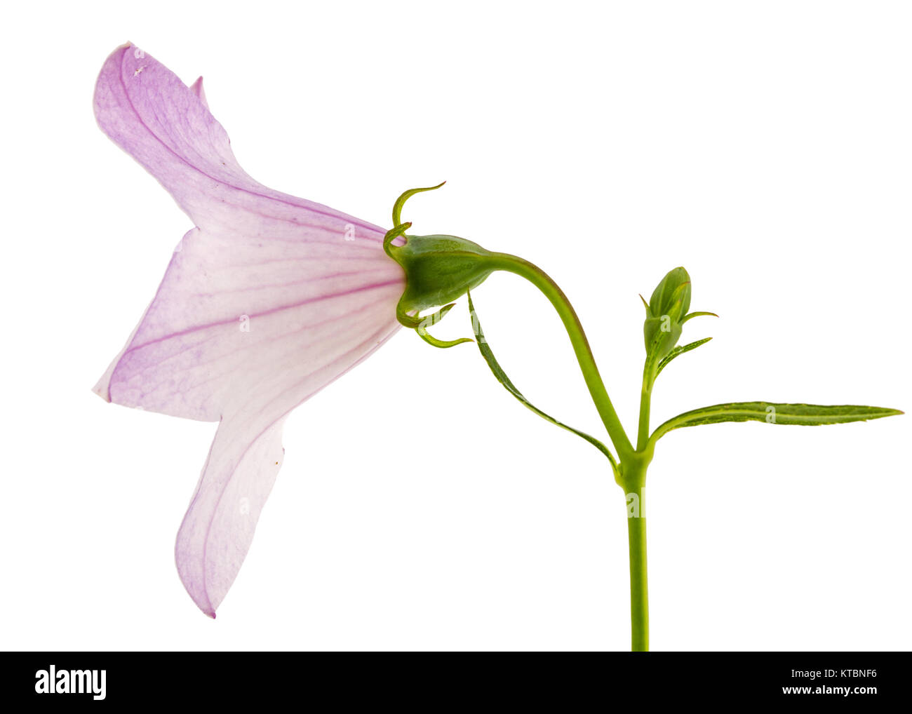 Fleur de Rose (Platycodon grandiflorus Platycodon) ou campanules, isolé ...