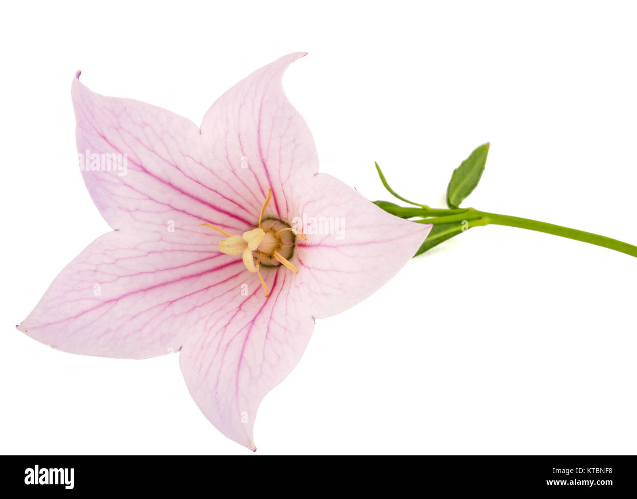 Fleur de Rose (Platycodon grandiflorus Platycodon) ou campanules, isolé ...